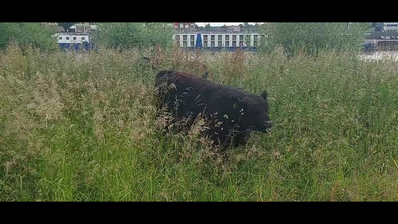 Koeien die los lopen langs de Rijn #arnhem - YouTube