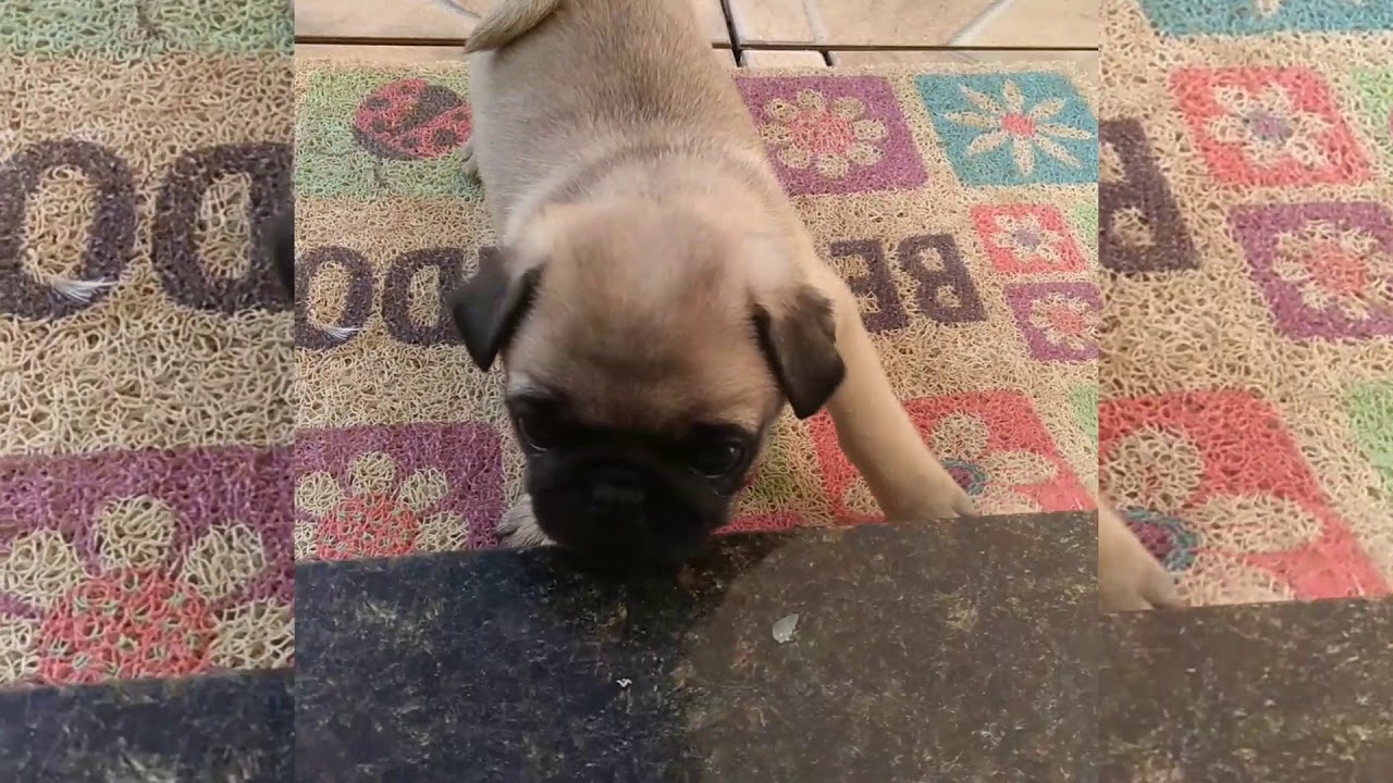 Pug pulando na câmera - YouTube