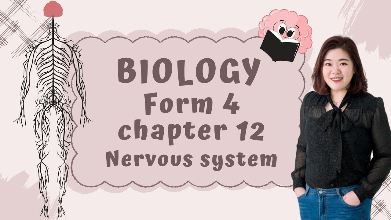 【中文讲解】KSSM Form 4 Biology Chapter 12 Nervous System - YouTube