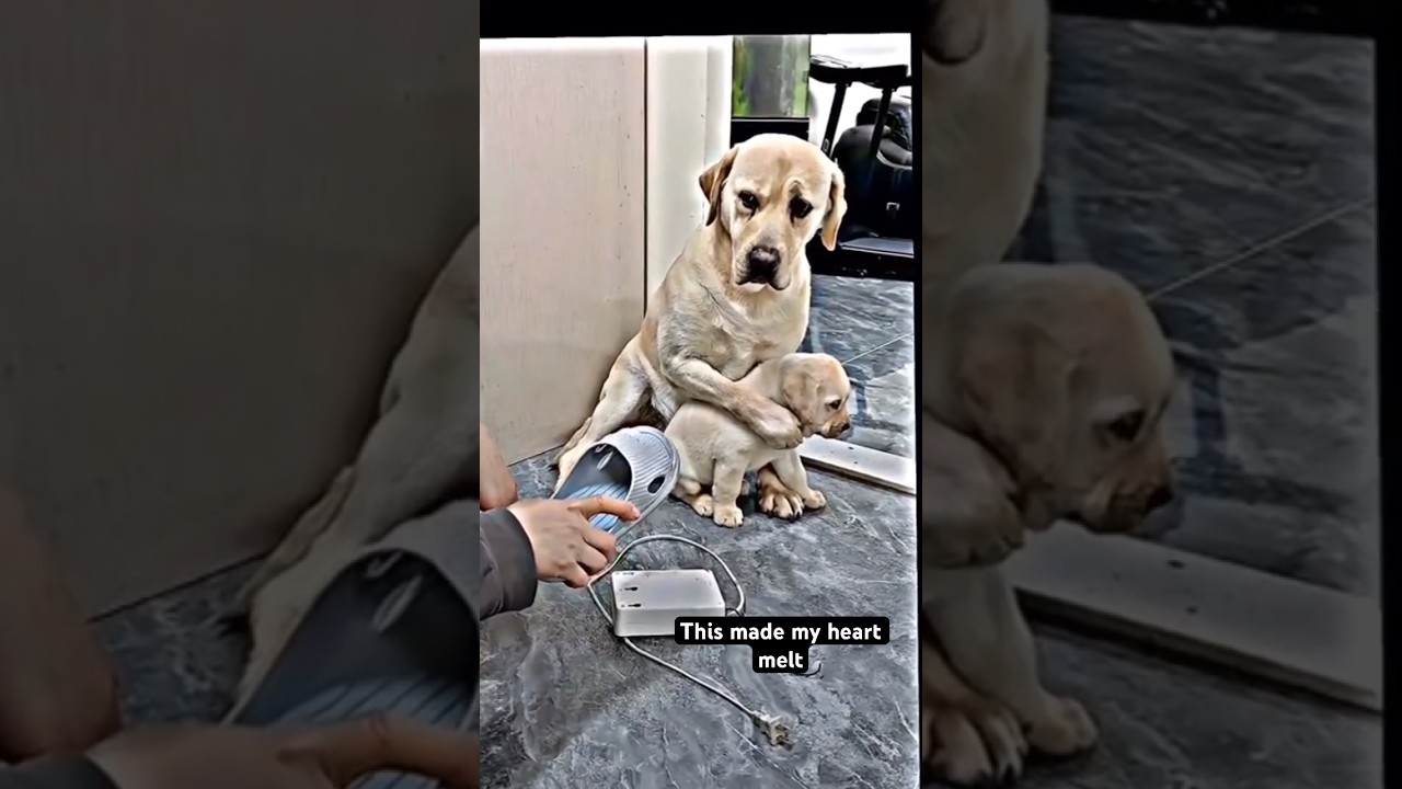 Respect dogs ️ - YouTube