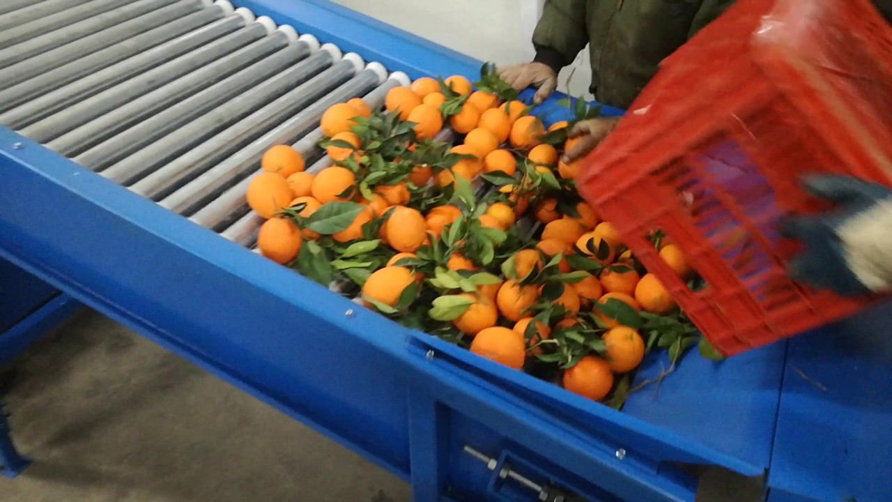 Συσκευαστηριο εσπεριδοειδων - YouTube