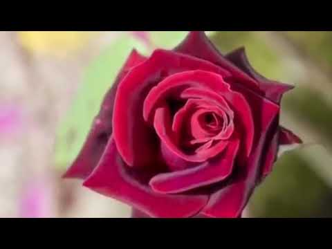 Recep Ayının önemi-üç Aylar-Başlangıcı 2018