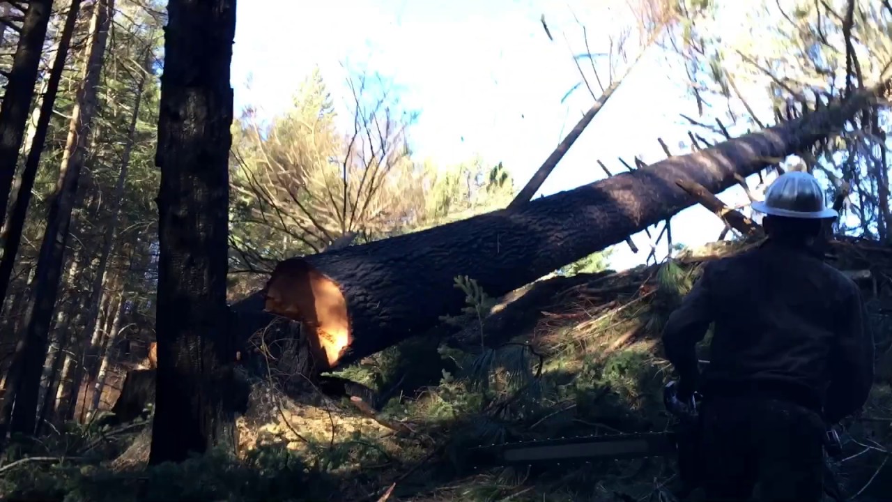 Falling logging flying - YouTube