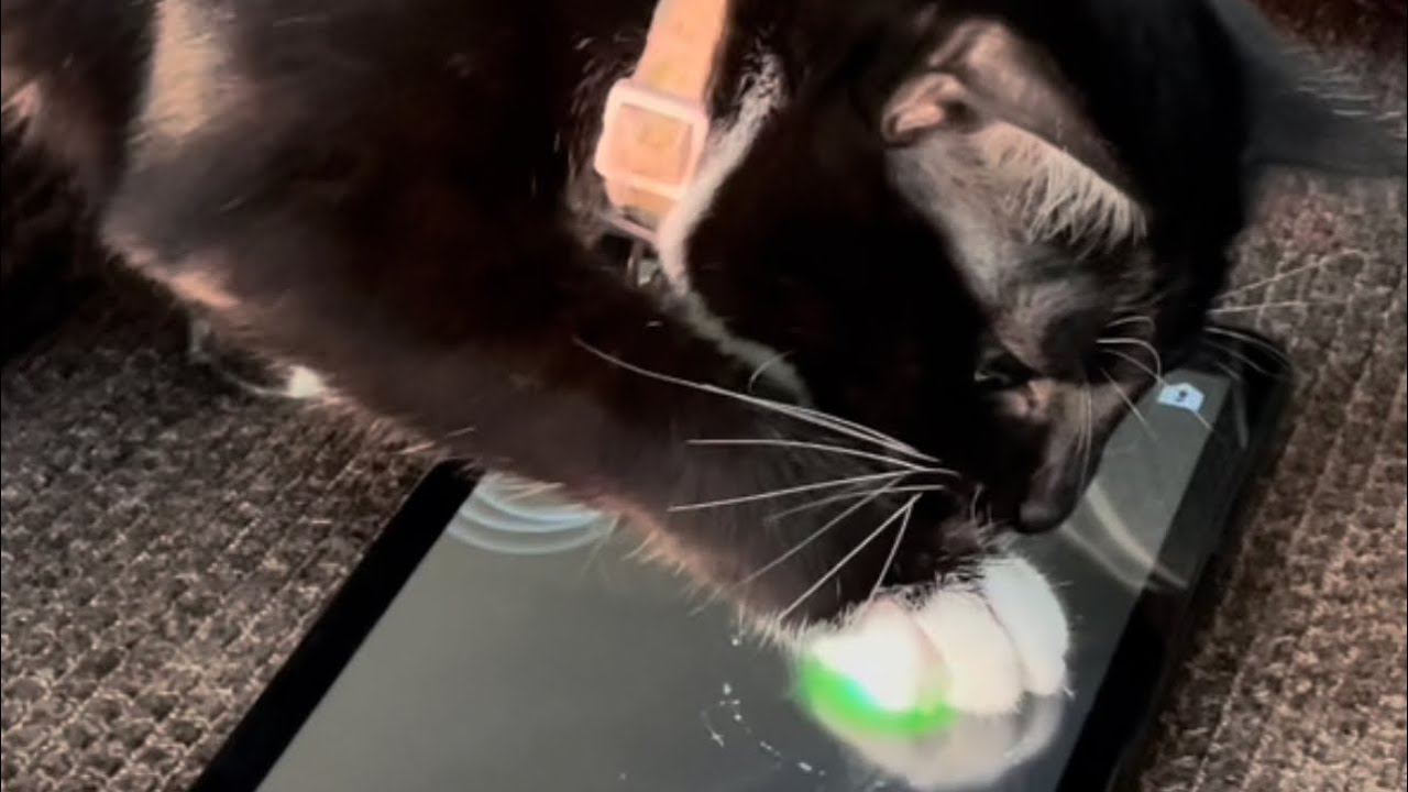 Kitty Likes Playing Games on Her Tablet! 😻 - YouTube