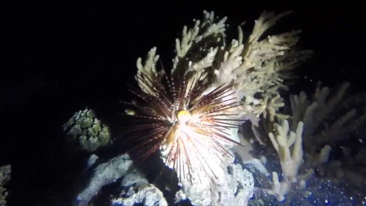 Night Diving on Guam! - YouTube