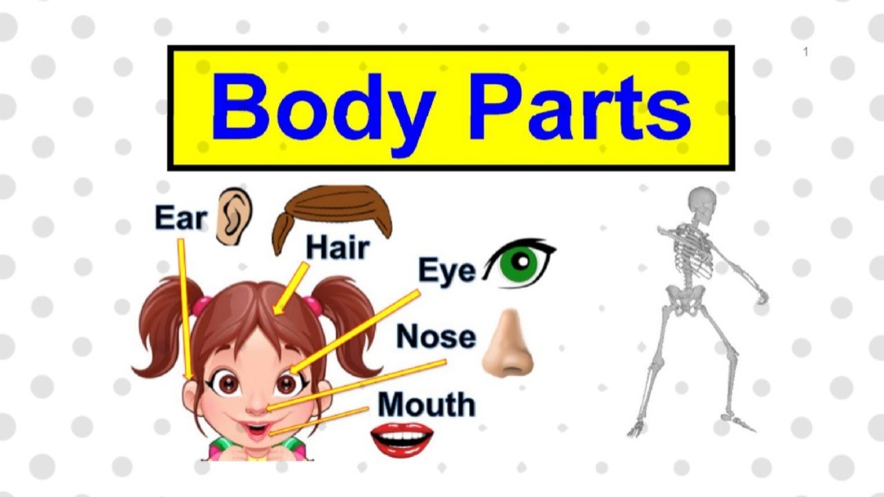 Parts of Body/ Body parts/ Parts of body with spelling/Learn body parts ...