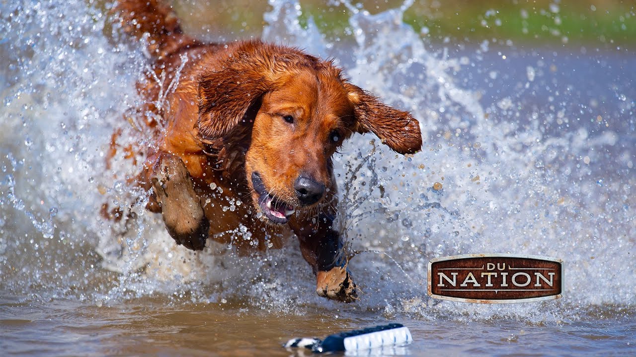 Taking Great Gun Dog Photos | DU Nation - YouTube
