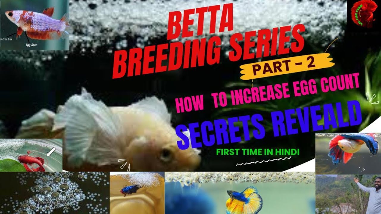 Betta Fish Breeding Series Part-2:Conditioning of Betta fish for ...
