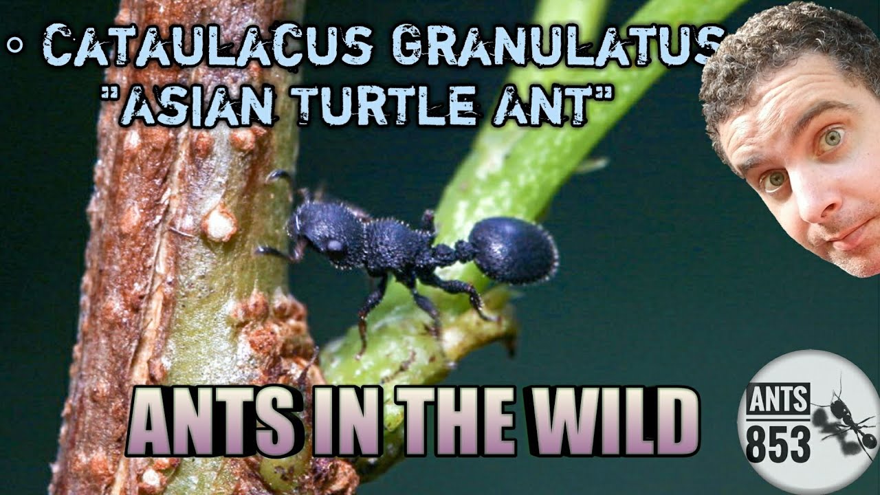 Asian Turtle Ants - Ants in the Wild - YouTube