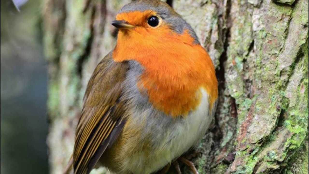 Robin Red Breast #tameside - YouTube