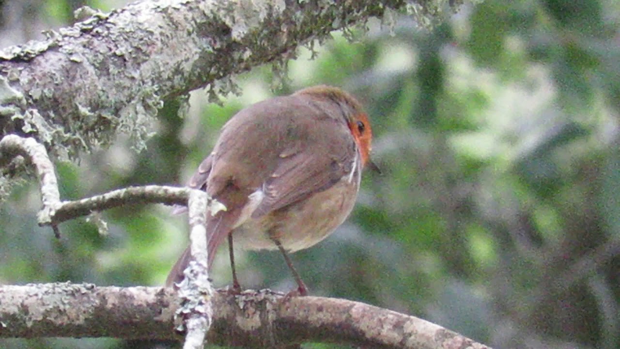 Pisco-de-peito-ruivo / European Robin (Erithacus rubecula) Parque ...
