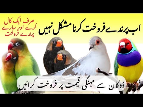 How to Sale birds|| Birds Selling Tips|| Best Platform for Birds ...