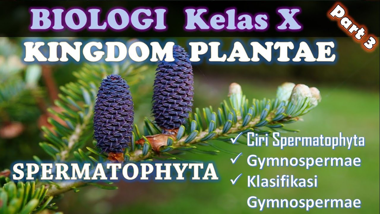 KINGDOM PLANTAE (Part 3) : Tumbuhan Berbiji (Spermatophyta) _ Biologi ...