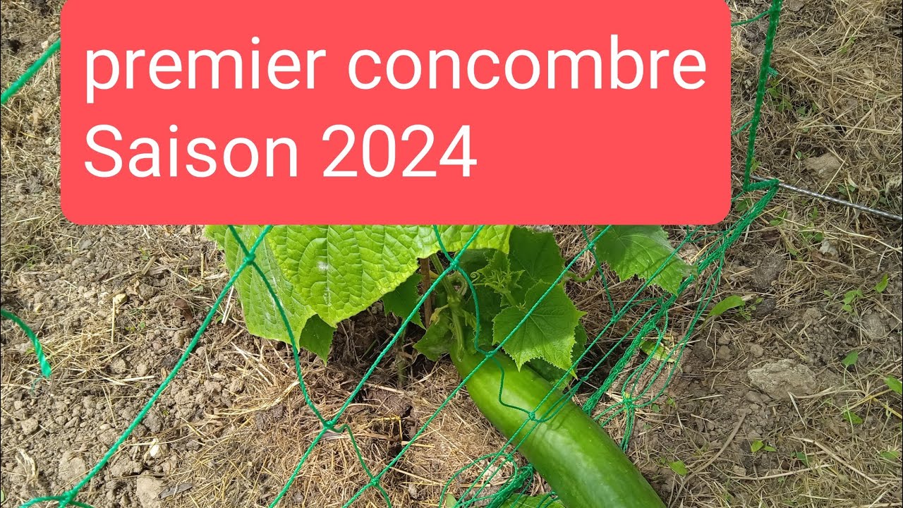 Concombre , saison 2024 . - YouTube