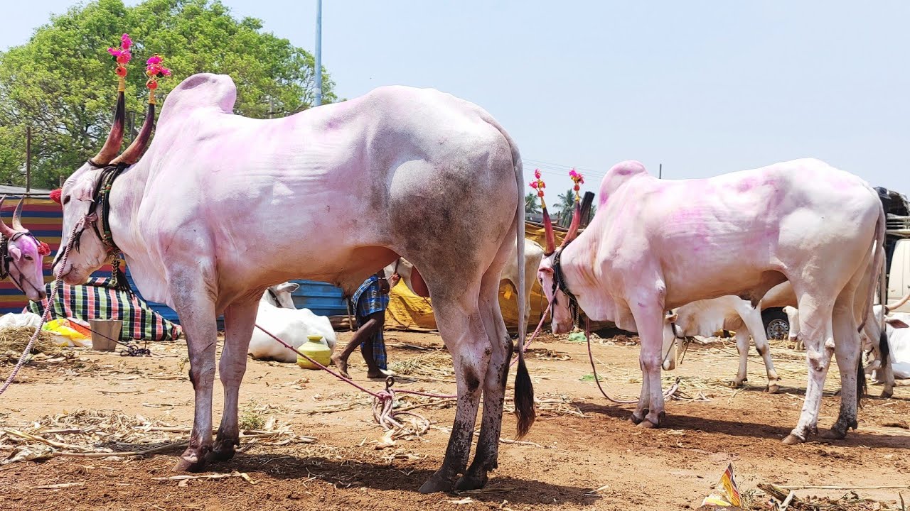 Karnataka Jhalhlli Dangala festivals Pair 2023 //Maharashtra Kilar ...