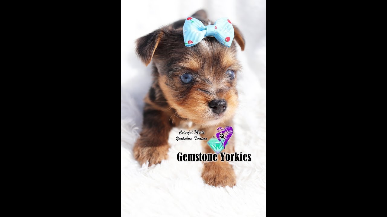 "Diamond" Blue Eyed Blue Merle Yorkie Puppy! - YouTube