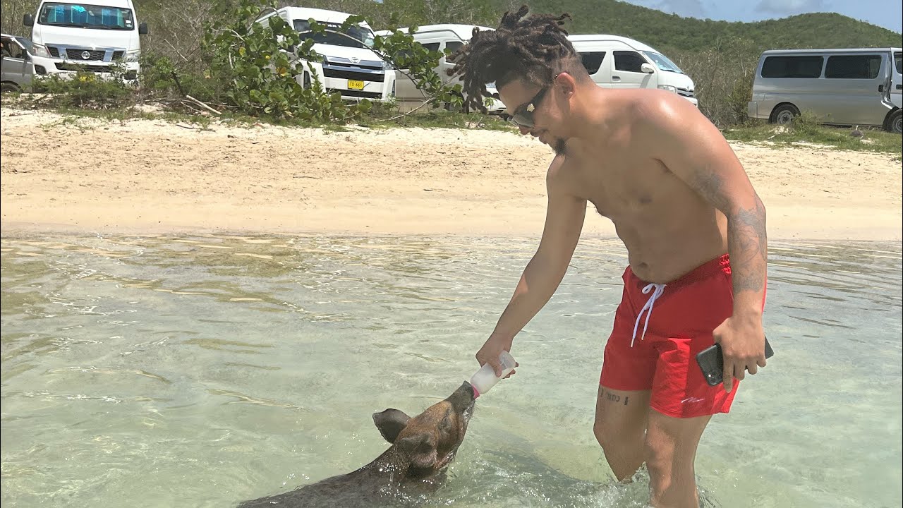 Swimming with the pigs in Antigua. So much fun! - YouTube