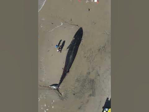 A 52-foot-long Fin whale washed ashore in San Diego's Pacific Beach on Sunday, December 10, 2023 ...