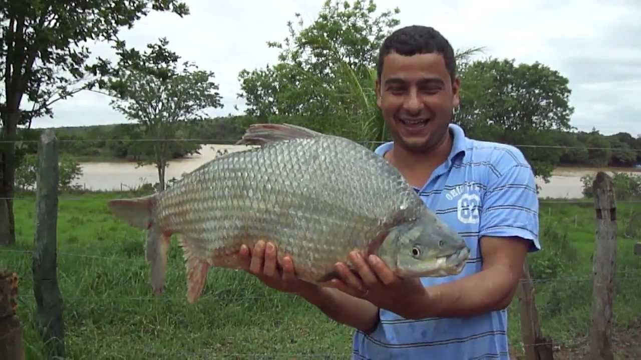 A maior curimba 10KG, Amadir no Rio São Francisco !!! - YouTube