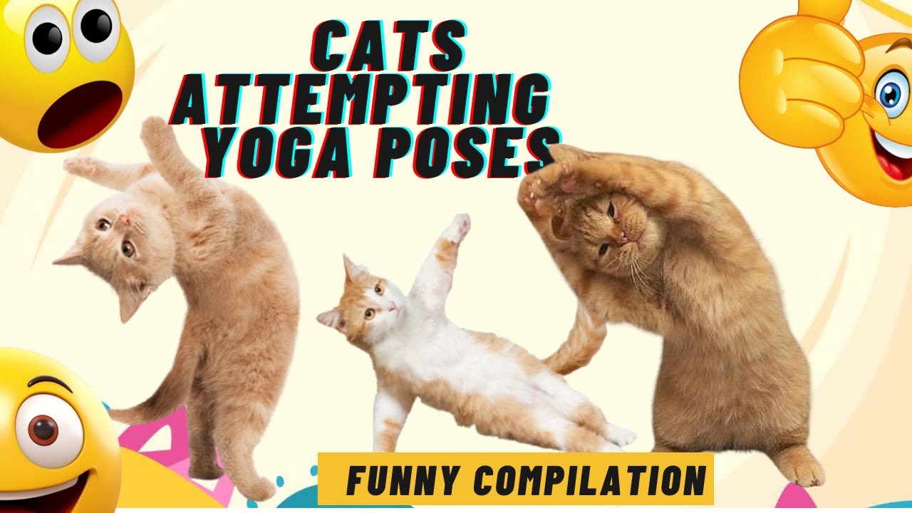 FUNNIEST CATS VIDEOS | CATS ATTEMPTING IMPOSSIBLE YOGA POSES - YouTube
