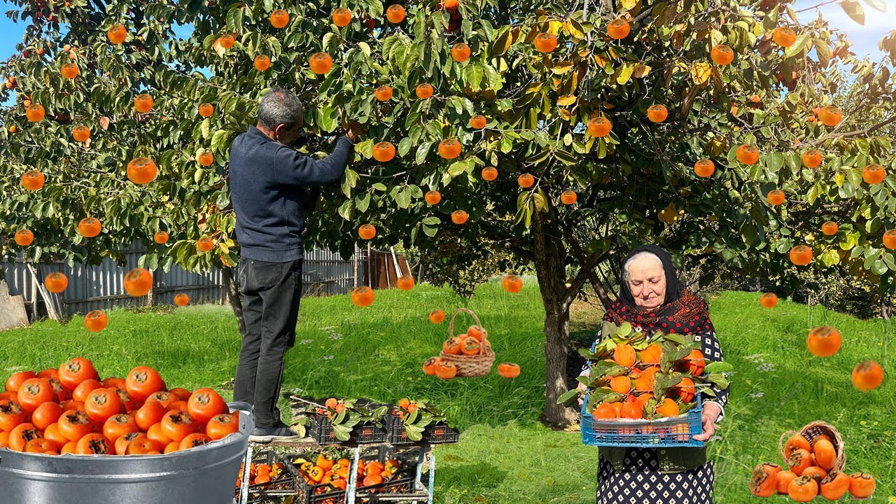 Kənddə Xurma Yığdıq 🍊 Xurma Qurusu hazırladıq 🧇 Tort bişirdik - YouTube