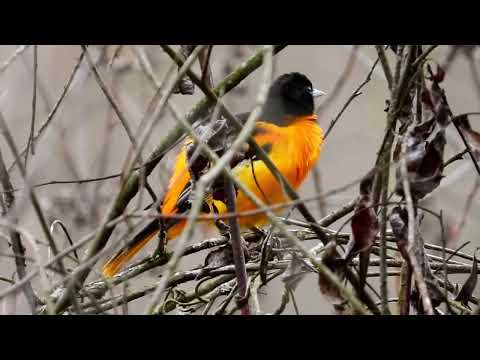 Baltimore Oriole singing - YouTube