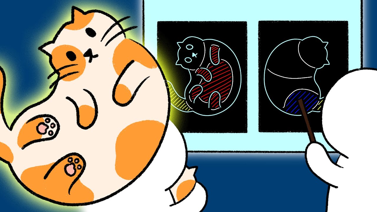 Cat manual (Cat Cartoon, Animation) - YouTube