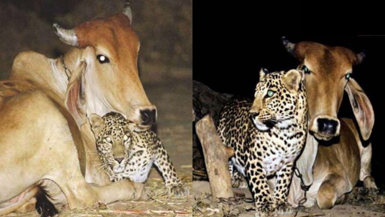 Leopard thinks cow is her mother - YouTube