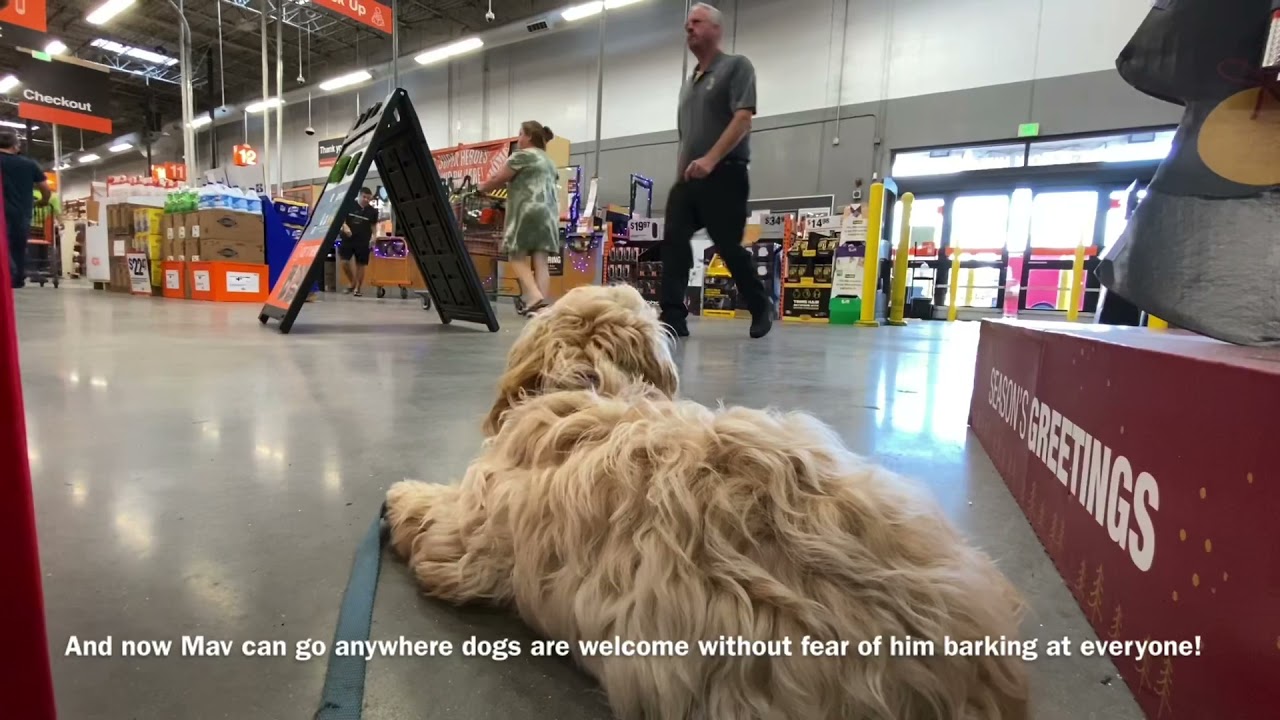 5 Month Old Cockapoo Transformed In 2 Weeks - YouTube