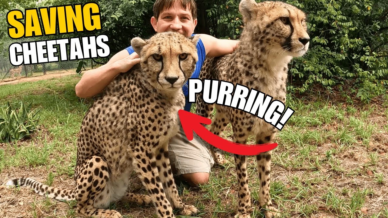 Saving Cheetahs: Can Science Rescue This Endangered Species? - YouTube
