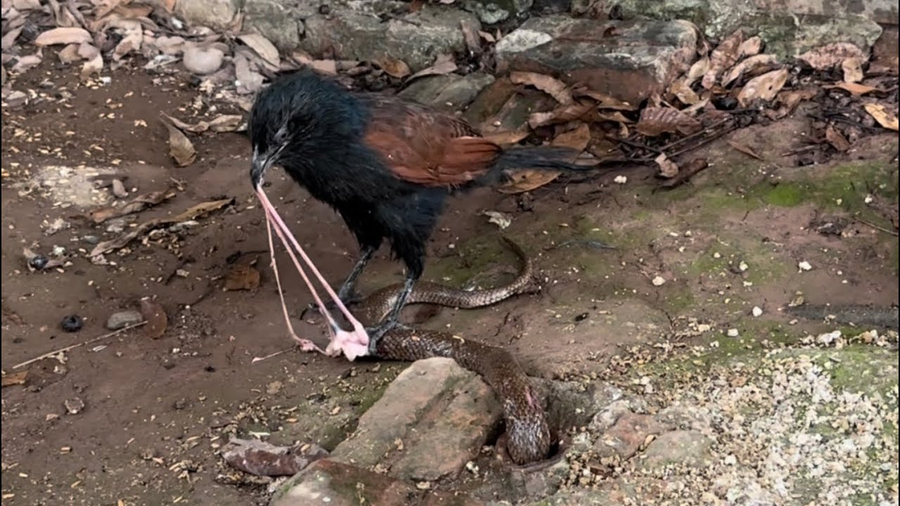 Birds of prey catch snakes, gut them, and eat them first. - YouTube