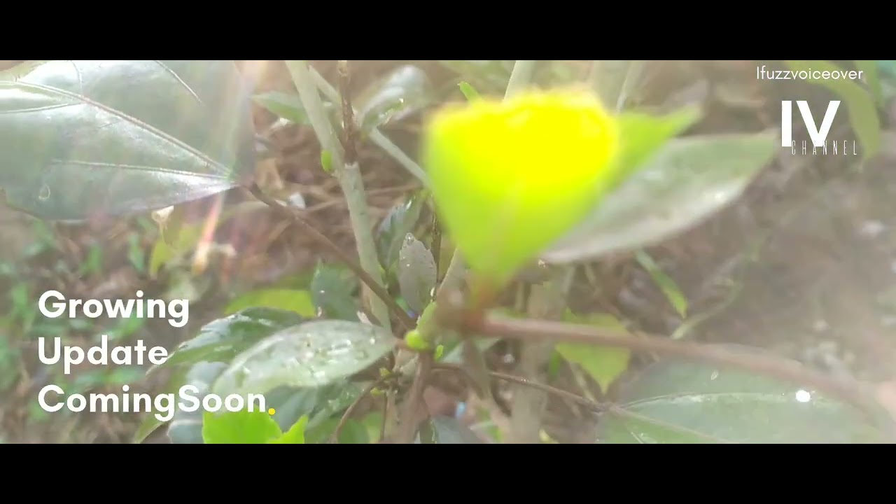 Hibiscus Plant Growing Updates - YouTube