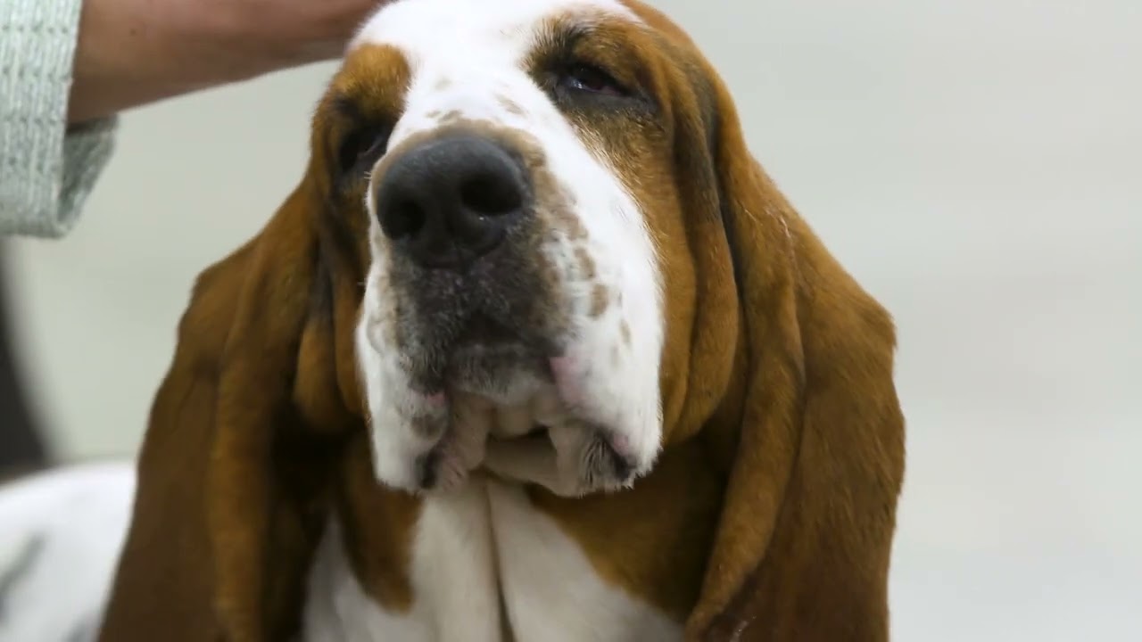 Best of Breed Minute: Basset Hound - YouTube