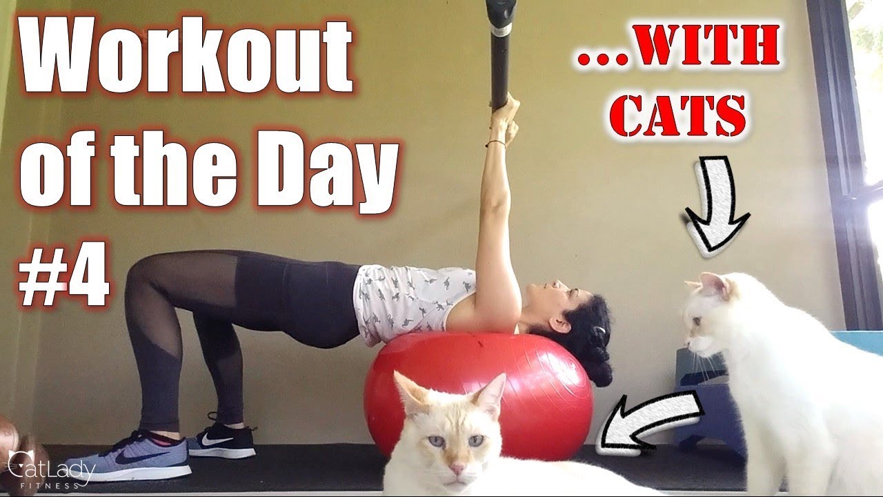 Workout of the Day (...with cats) 💪😻 Episode 4 - Cat Lady Fitness - YouTube