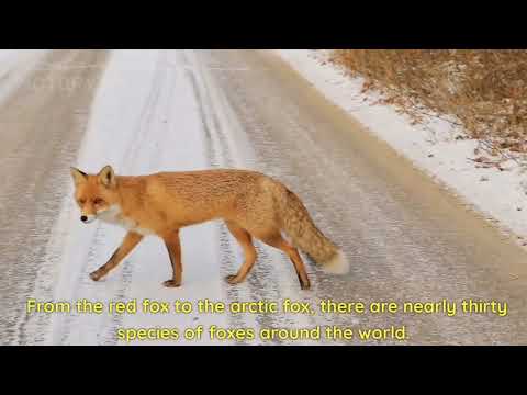 Fox || The most cunning animal in the World - YouTube