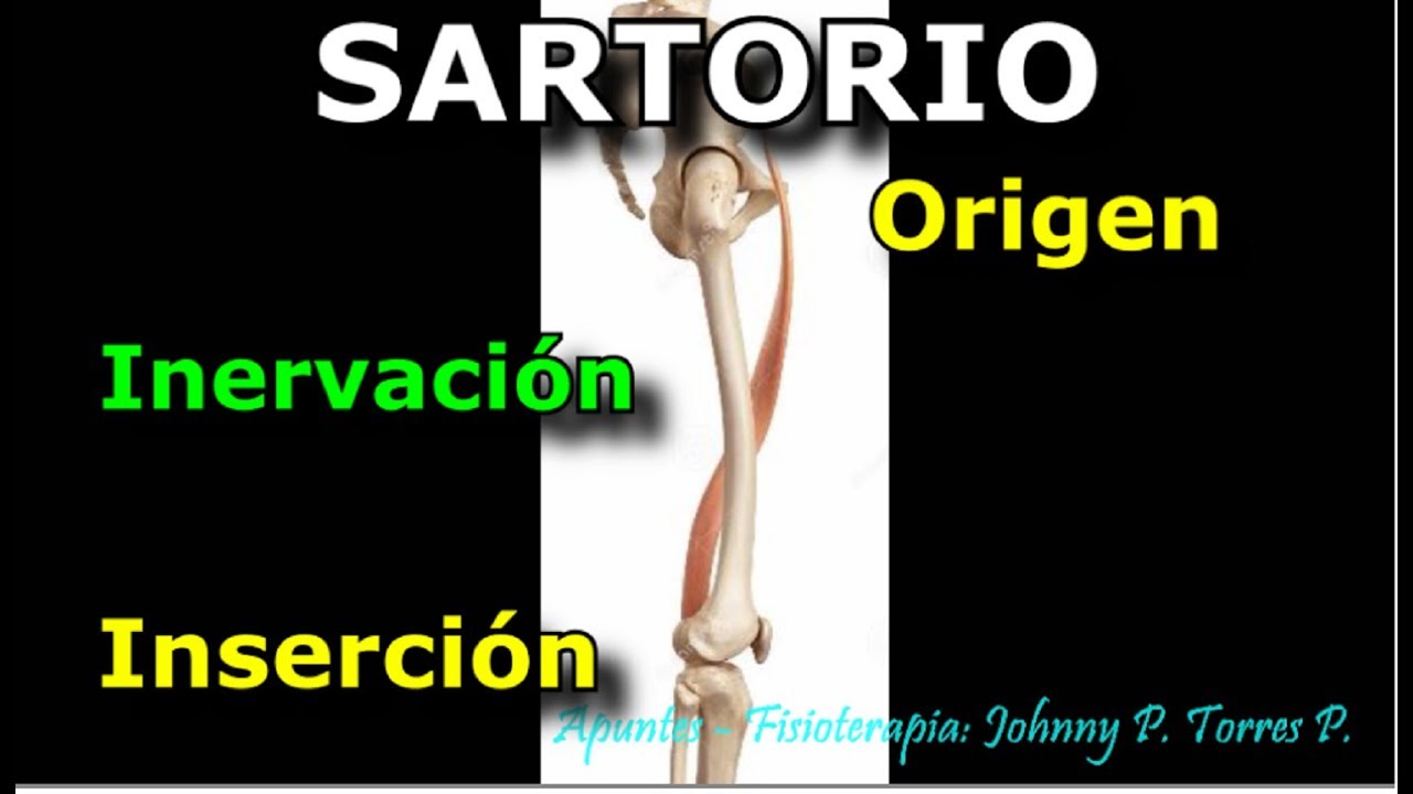 SARTORIO. Origen e insercion, inervacion - YouTube