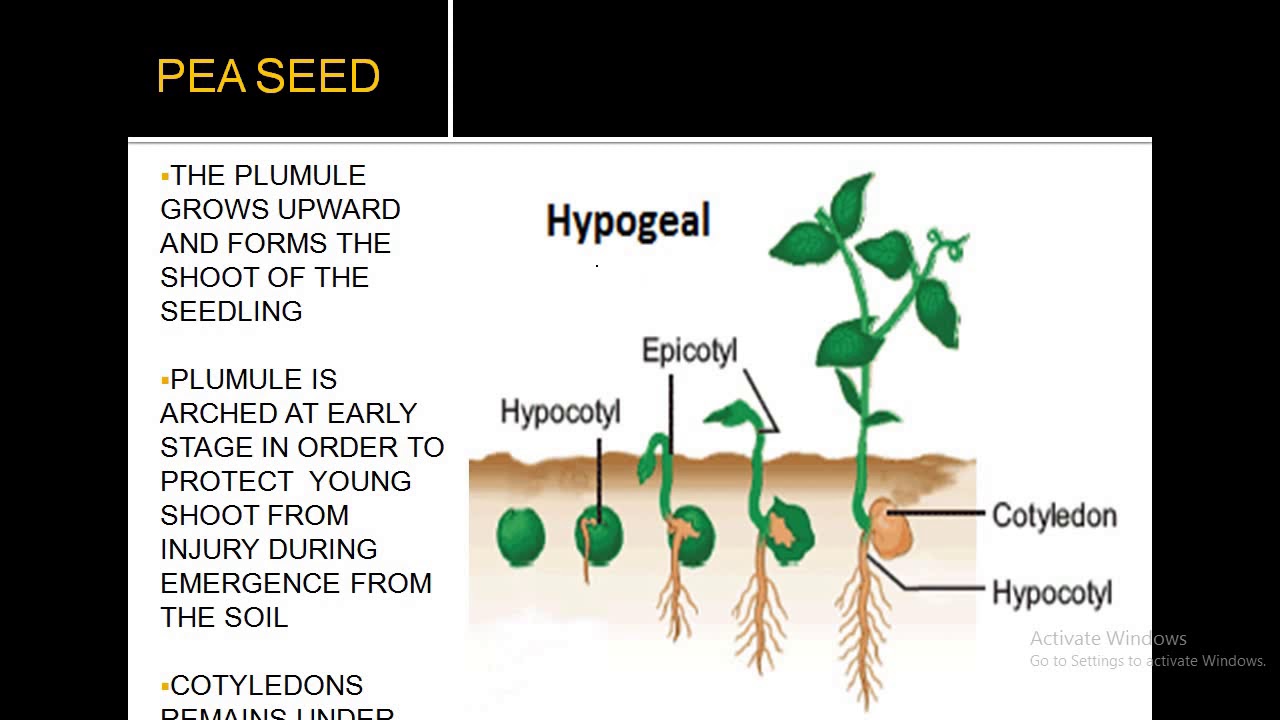EPIGEAL AND HYPOGEAL GERMINATION - YouTube