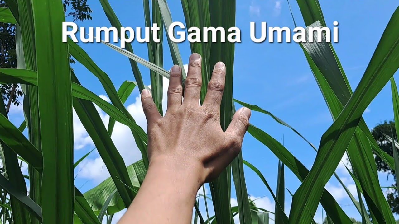 Update pertumbuhan Rumput Gama Umami - YouTube