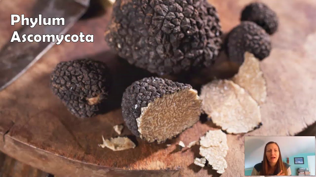 Phylum Ascomycota Youtube