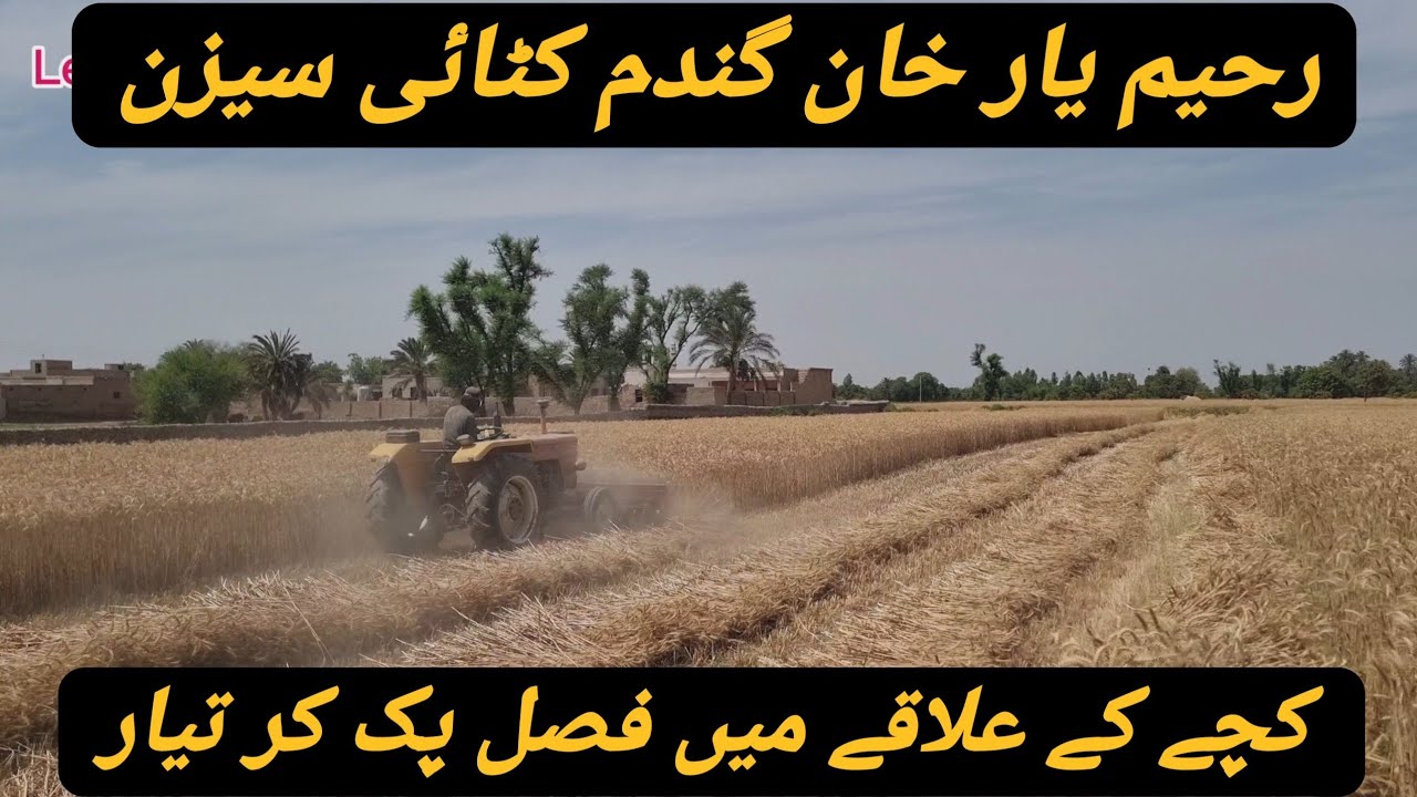 Wheat Harvesting Season | Kacha Area Rahim Yar Khan | Lens Today - YouTube