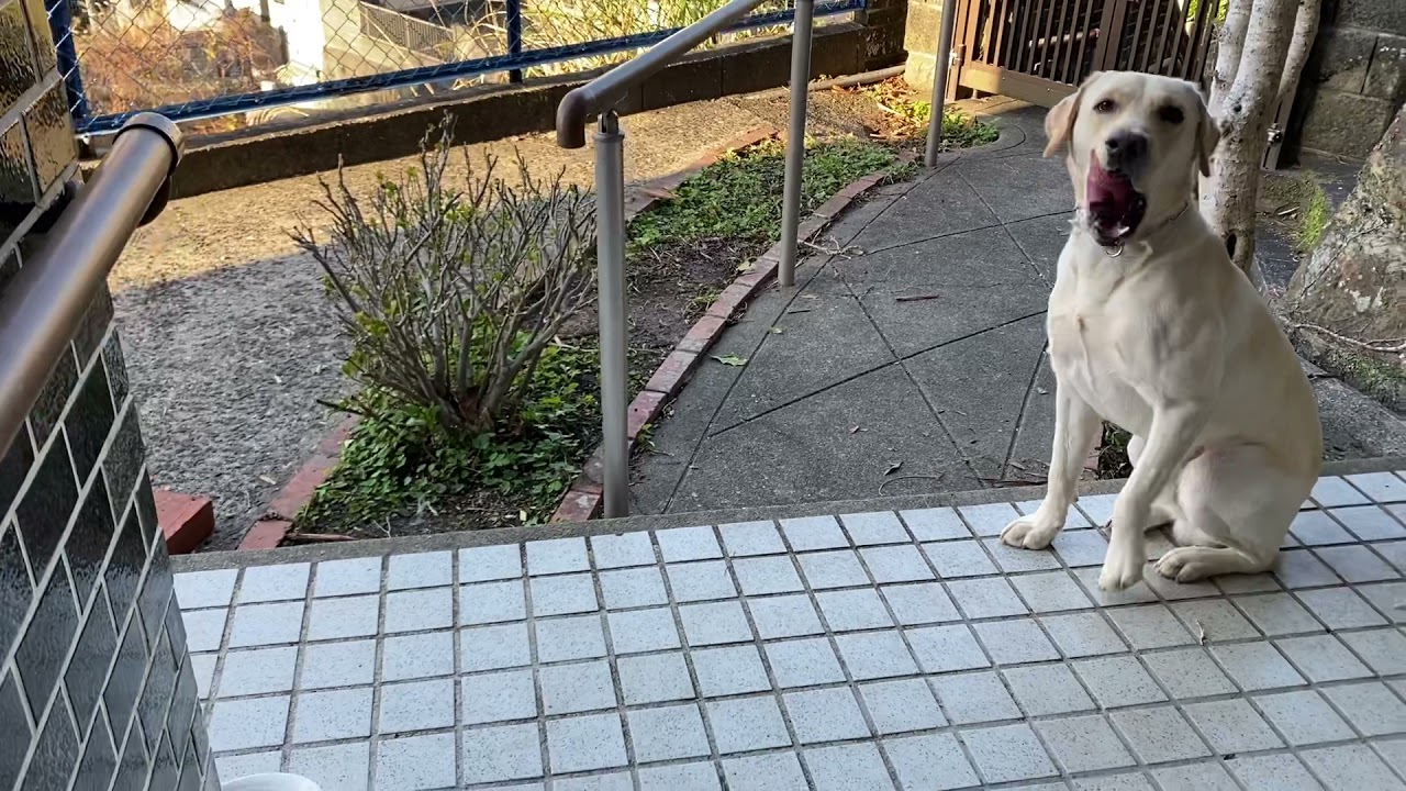 [211223-01] Lycos breakfast time :: Dog Training - YouTube