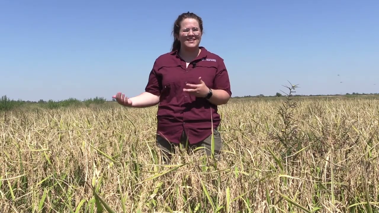 Does Harvest Weed Seed Control Work in Rice Fields? 2 - YouTube