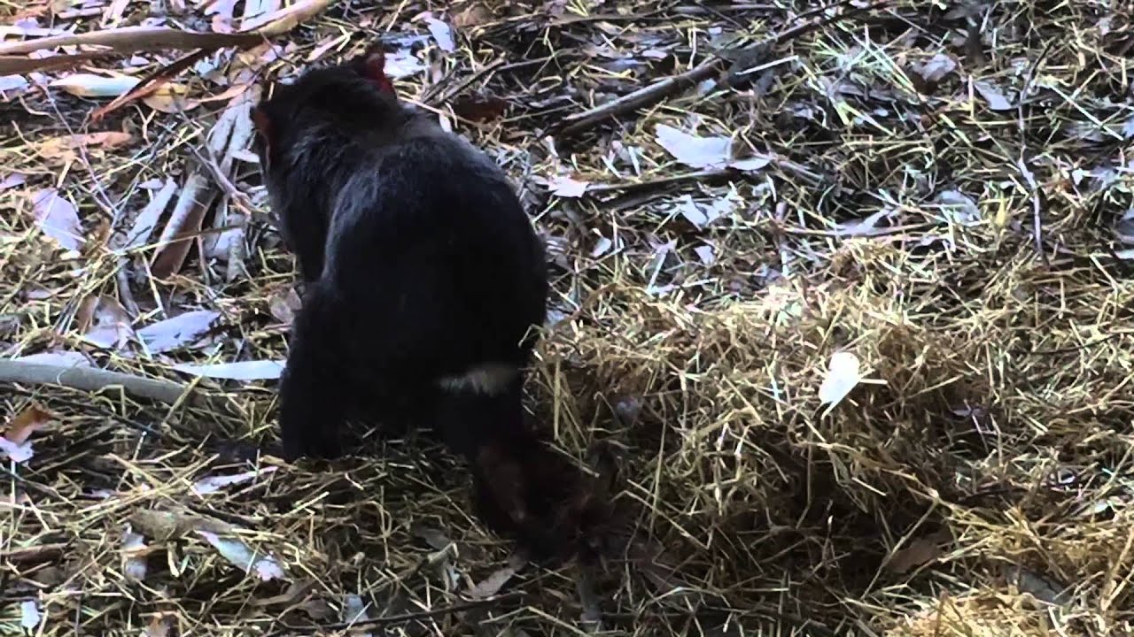 Tasmanian devil conservation park near Port Arthur - YouTube