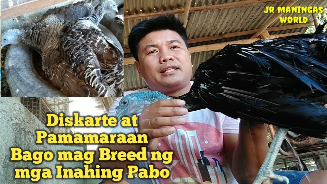 🦃 DISKARTE AT PAMAMARAAN BAGO MAG BREED NG MGA INAHING PABO 🦃 GAWIN MO ...