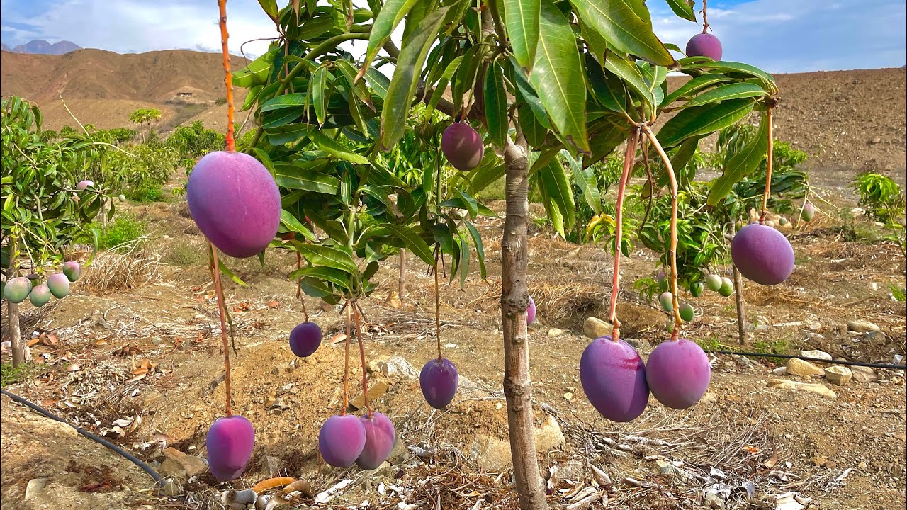 Mango Kent - Organic Earth Perú - YouTube