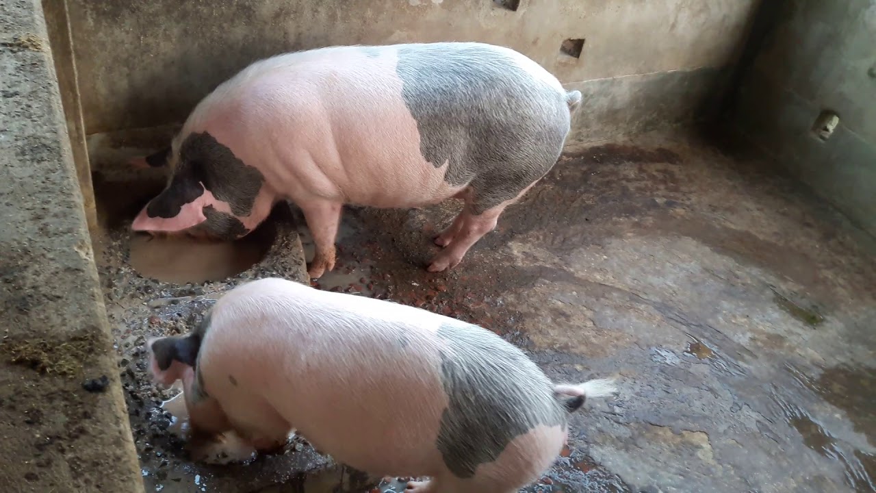 Pihu pig ferm Tripura - YouTube