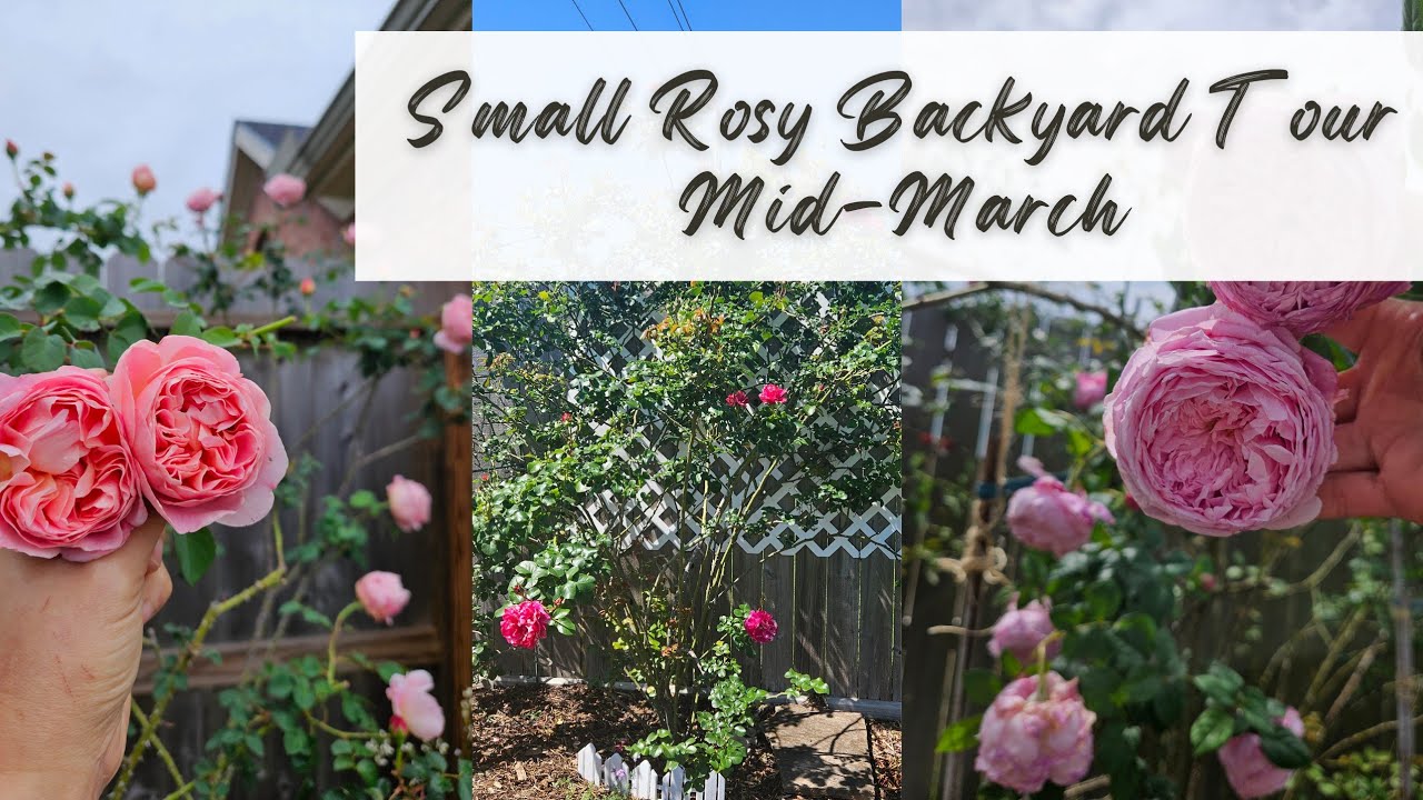 Spring Rose Garden Tour + Weekly Rose Updates - YouTube