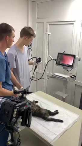 Cat Feline Endoscope Endoscopy video www.portascope.com - YouTube