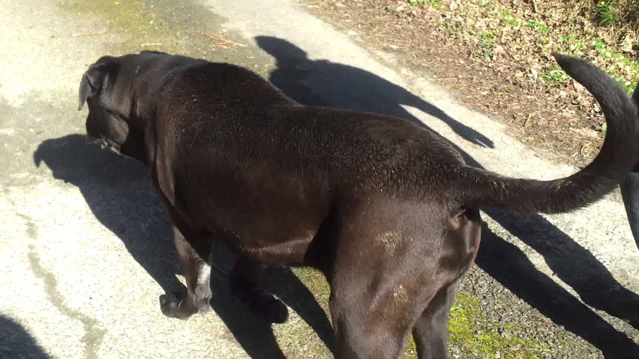 black à adopter - YouTube