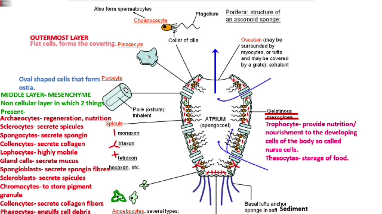 animal-3 porifera-a (pinacoderm? mesenchyme? choanoderm? NEET/AIIMS ...
